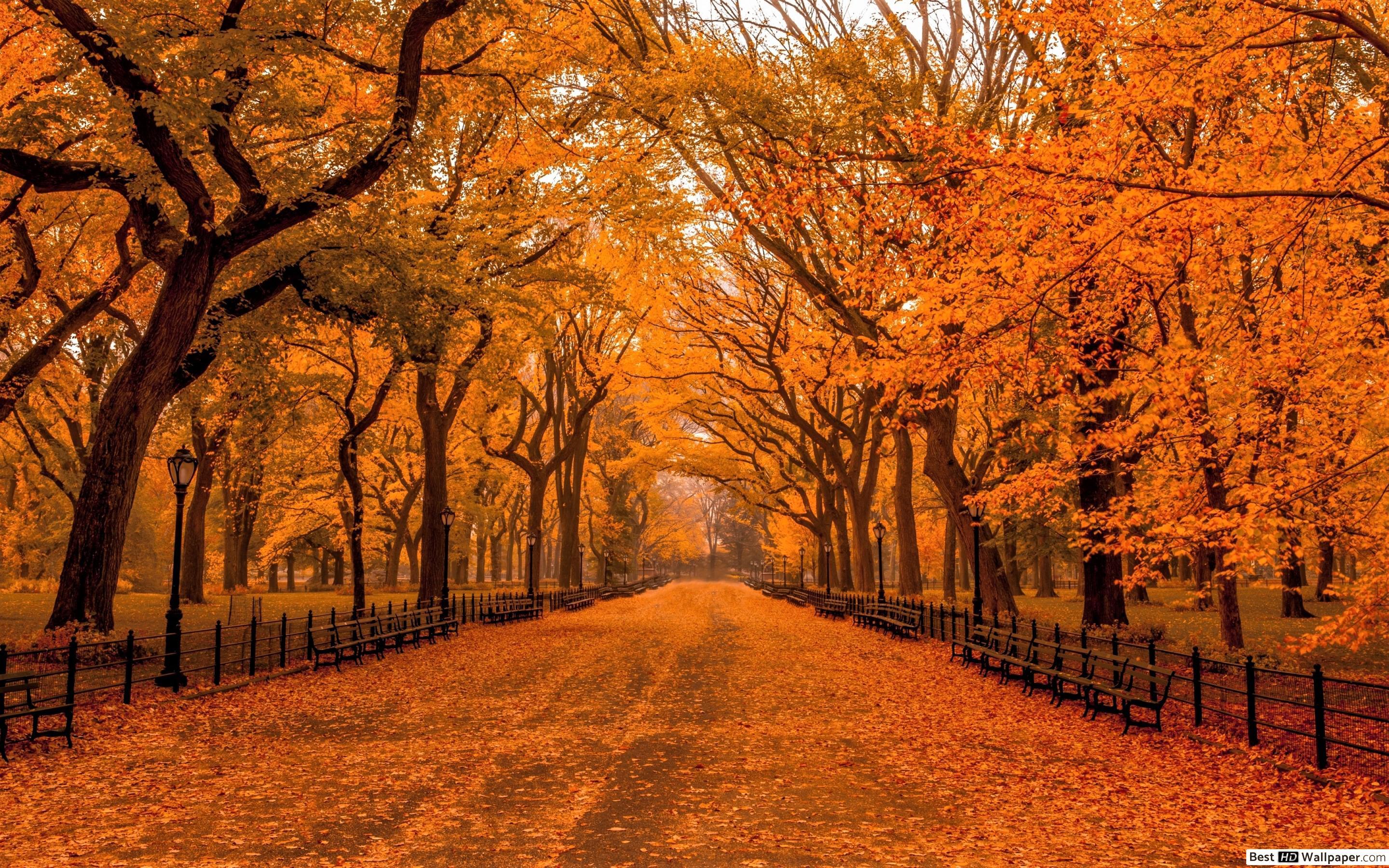 Central Park Fall Wallpapers - Top Free Central Park Fall Backgrounds - WallpaperAccess
