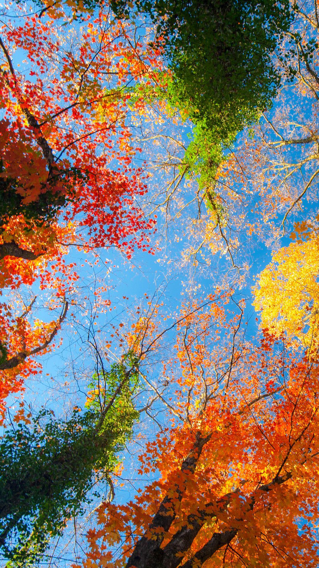 Fall Photography Wallpapers - Top Free Fall Photography Backgrounds ...