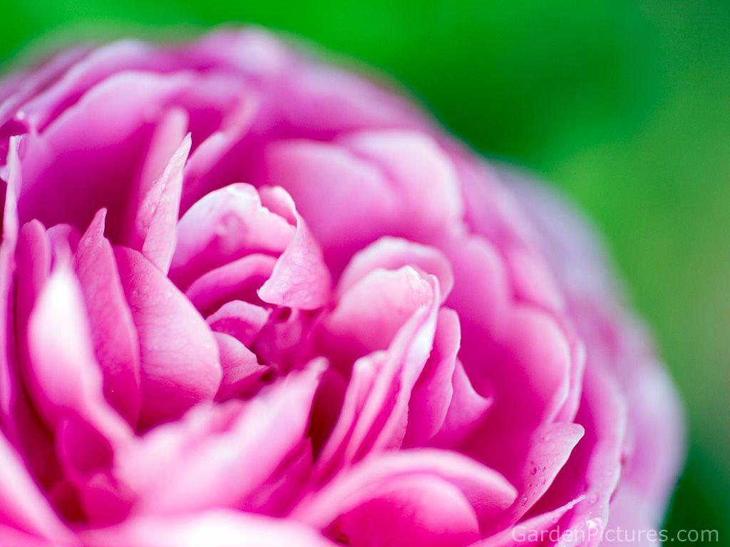 Pink and Green Flowers Wallpapers - Top Free Pink and Green Flowers ...
