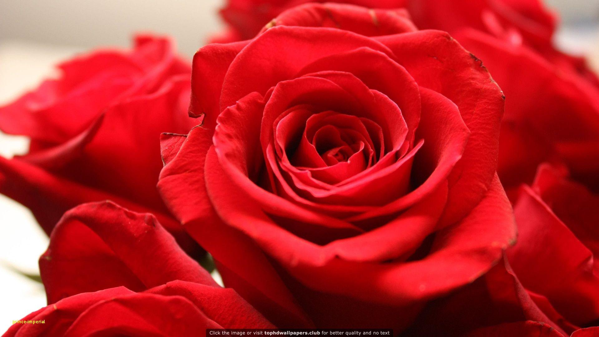 Ultra HD Rose Wallpapers - Top Free Ultra HD Rose Backgrounds ...