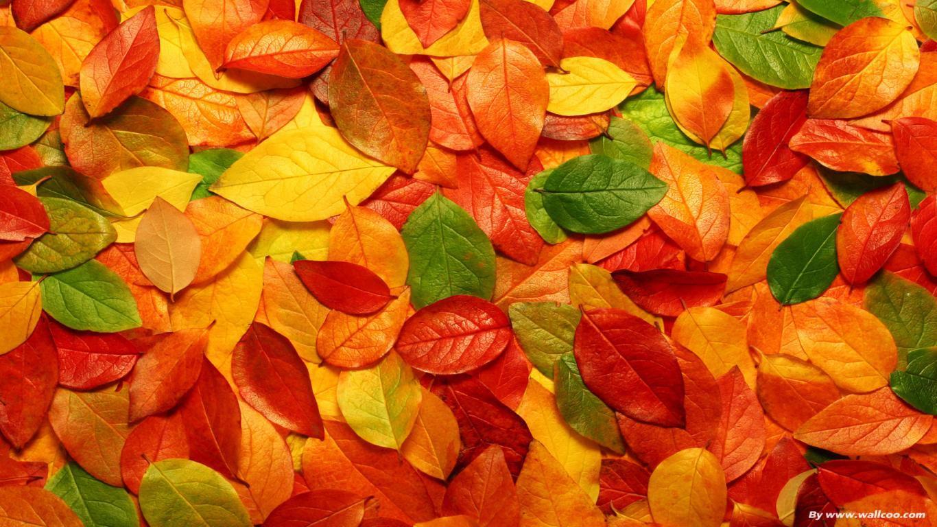 1366 X 768 Fall Wallpapers - Top Free 1366 X 768 Fall Backgrounds ...