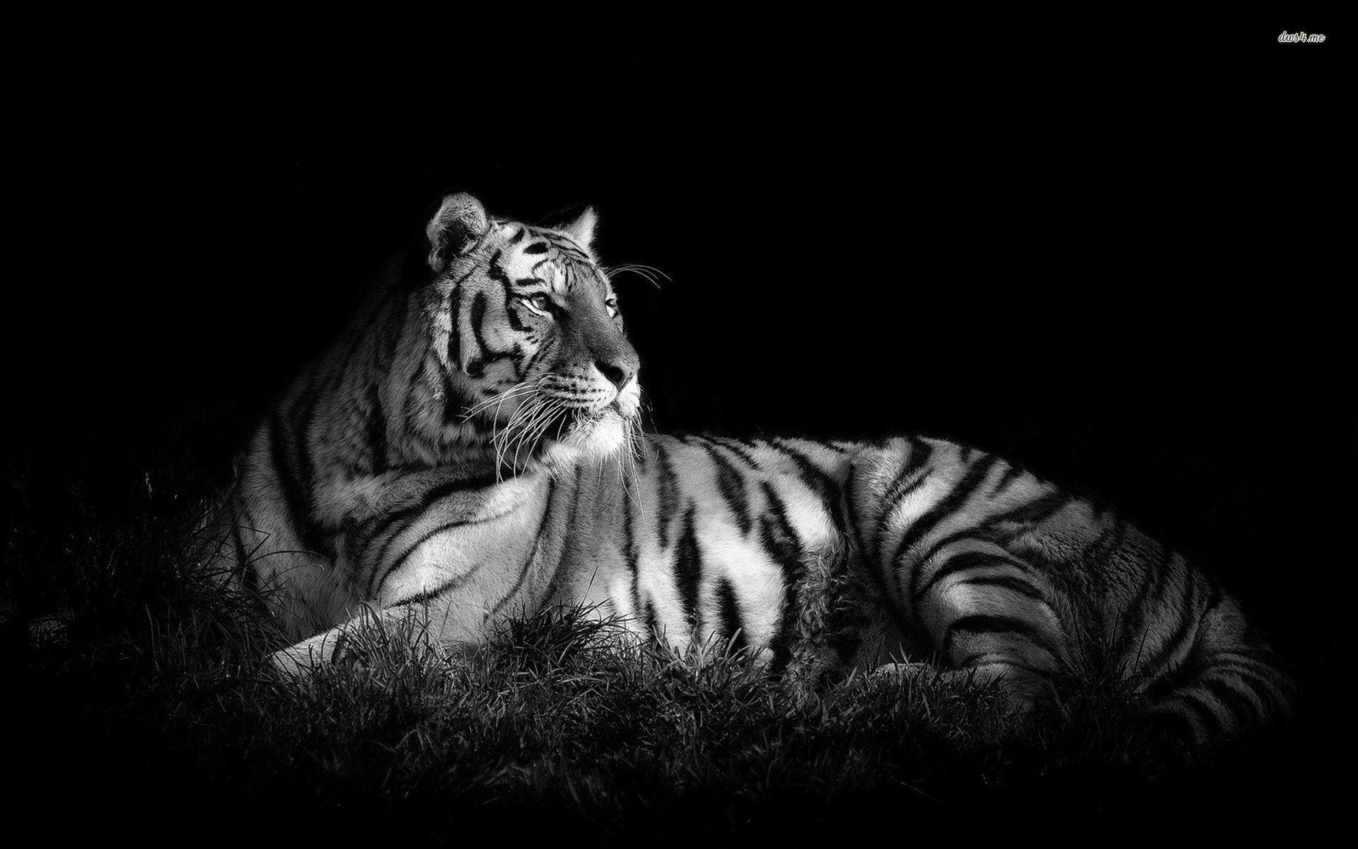 Dark Tiger Wallpapers - Top Free Dark Tiger Backgrounds - WallpaperAccess