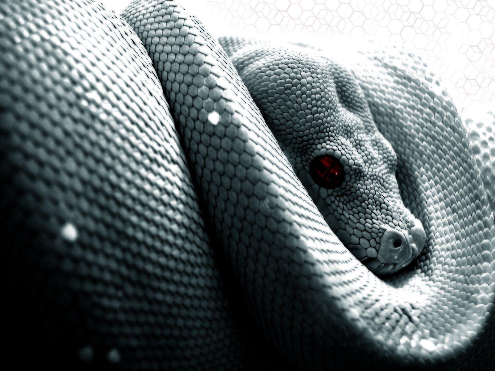 Snake PC Wallpapers - Top Free Snake PC Backgrounds - WallpaperAccess
