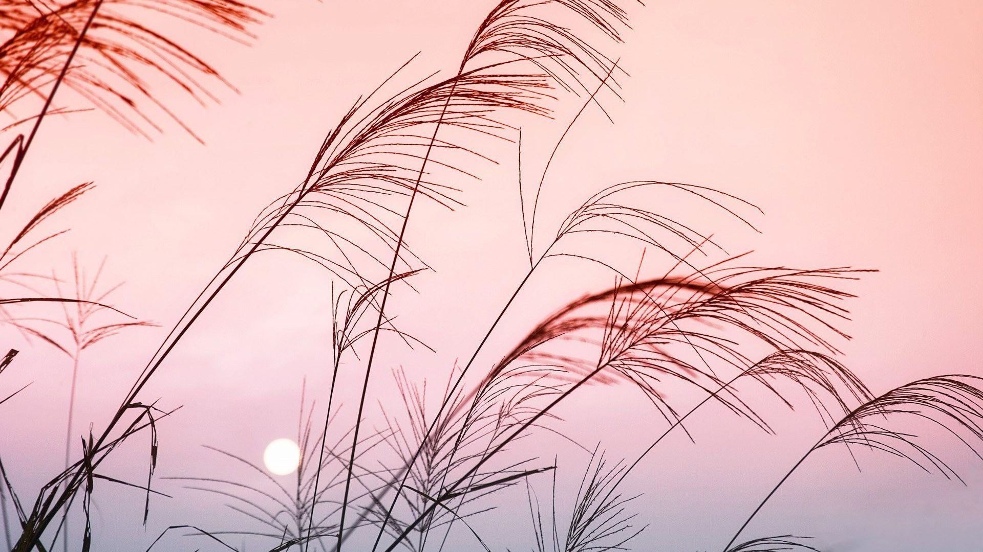 Pink Nature Laptop Wallpapers - Top Free Pink Nature Laptop Backgrounds ...