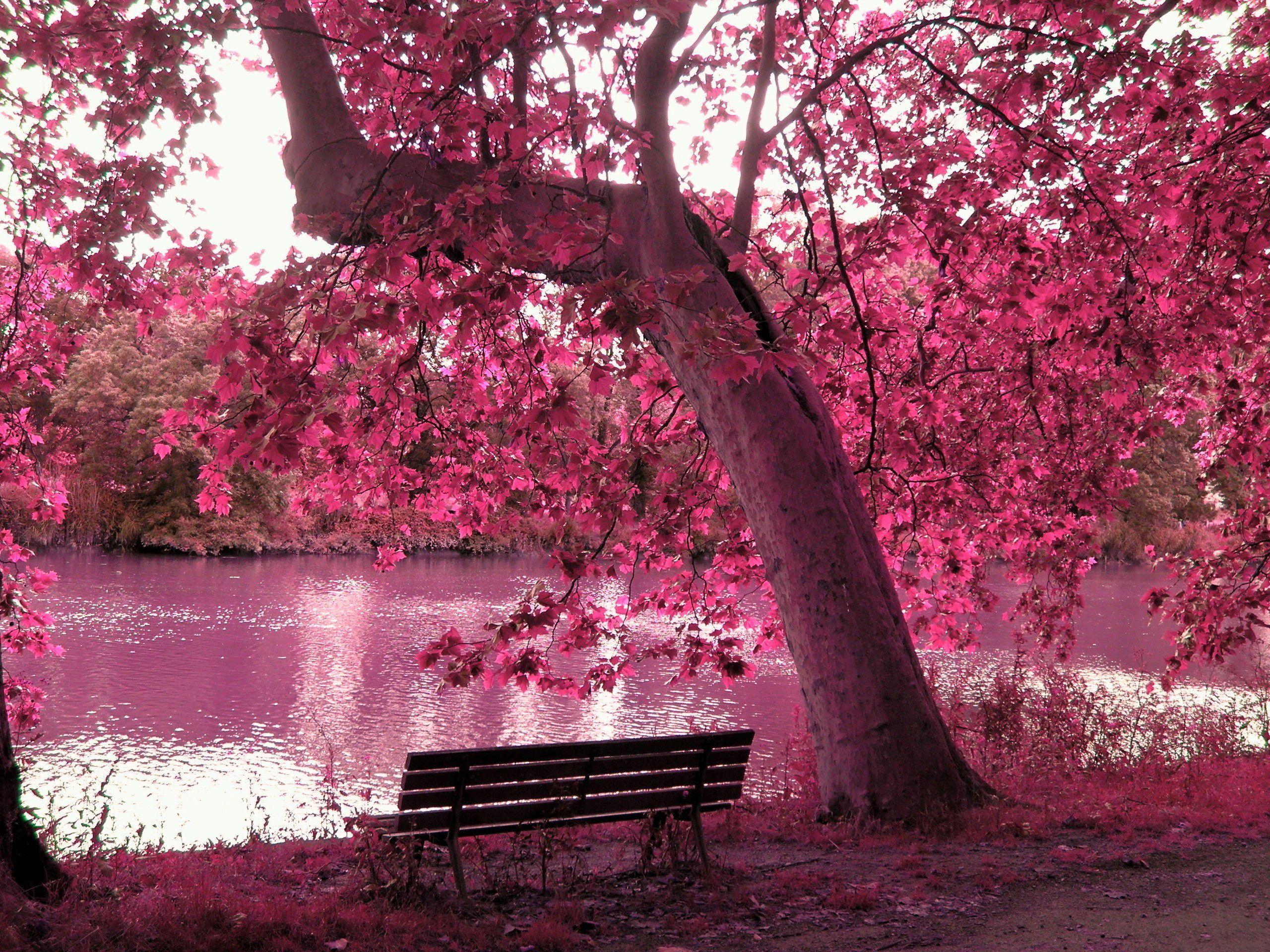 Pink Nature Laptop Wallpapers - Top Free Pink Nature Laptop Backgrounds ...