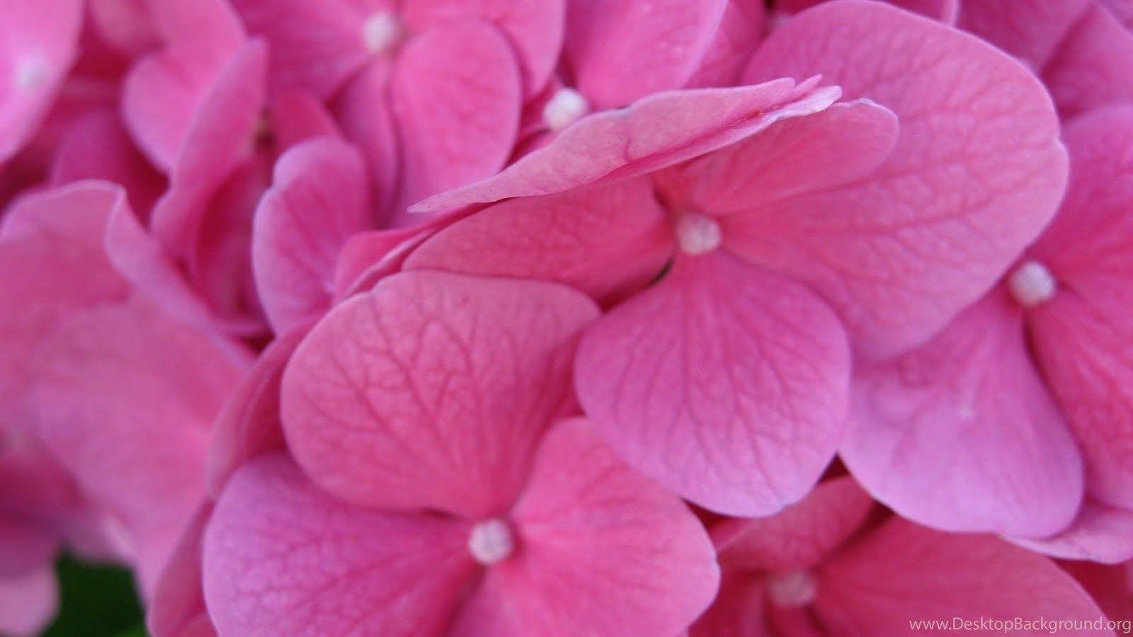 Pink Nature Laptop Wallpapers - Top Free Pink Nature Laptop Backgrounds ...