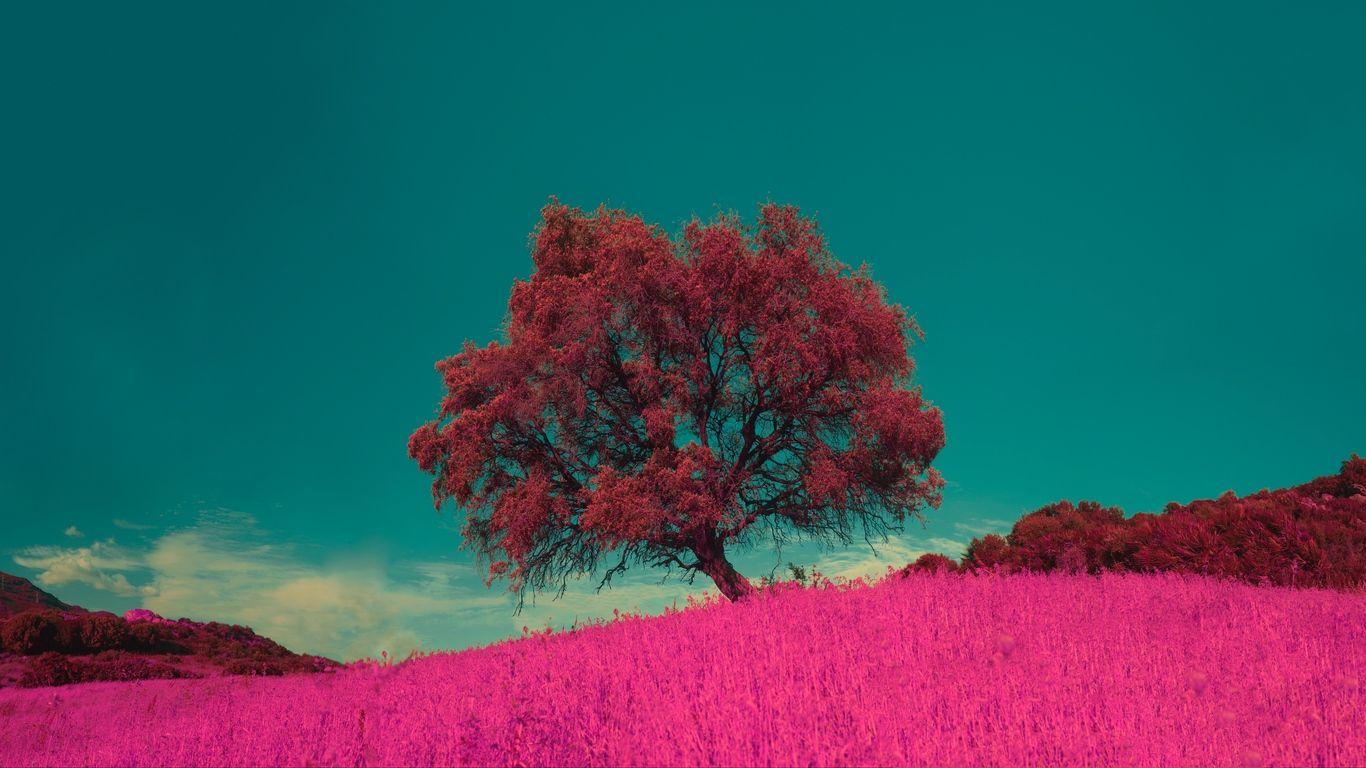 Pink Nature Laptop Wallpapers - Top Free Pink Nature Laptop Backgrounds ...