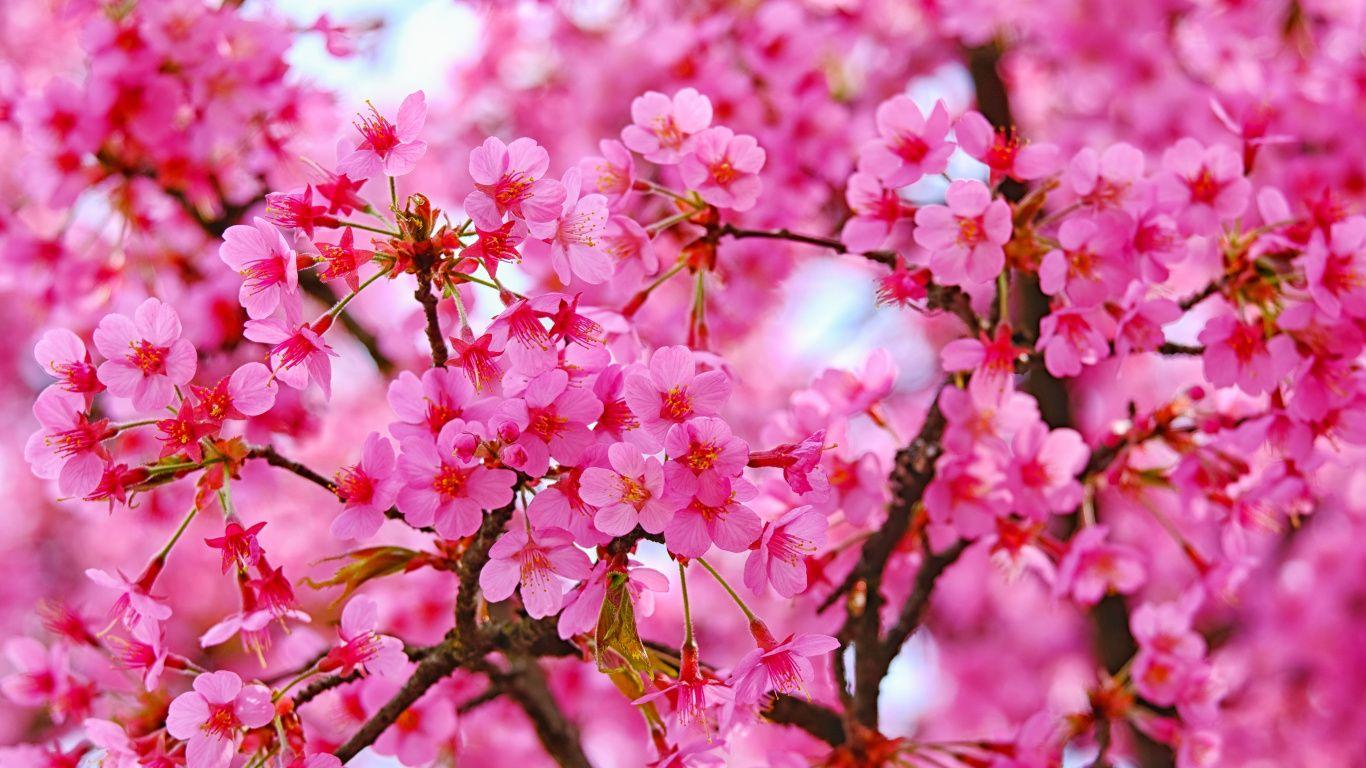 Pink Nature Laptop Wallpapers - Top Free Pink Nature Laptop Backgrounds ...