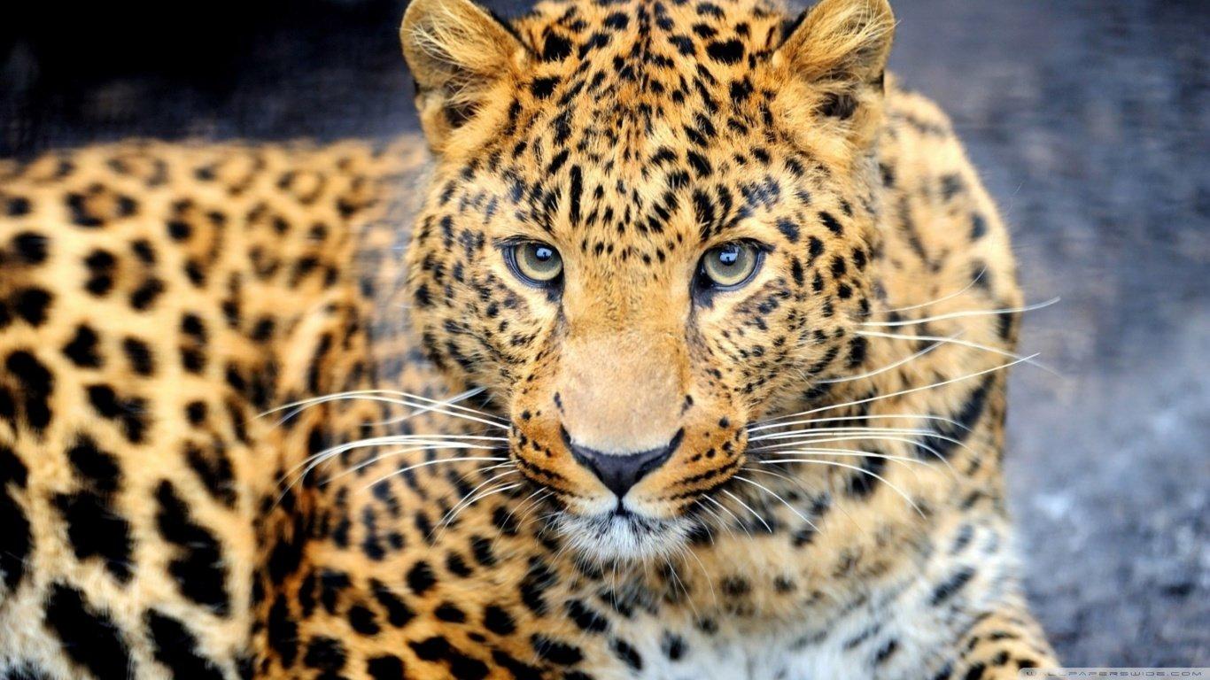 Leopard Laptop Wallpapers - Top Free Leopard Laptop Backgrounds ...