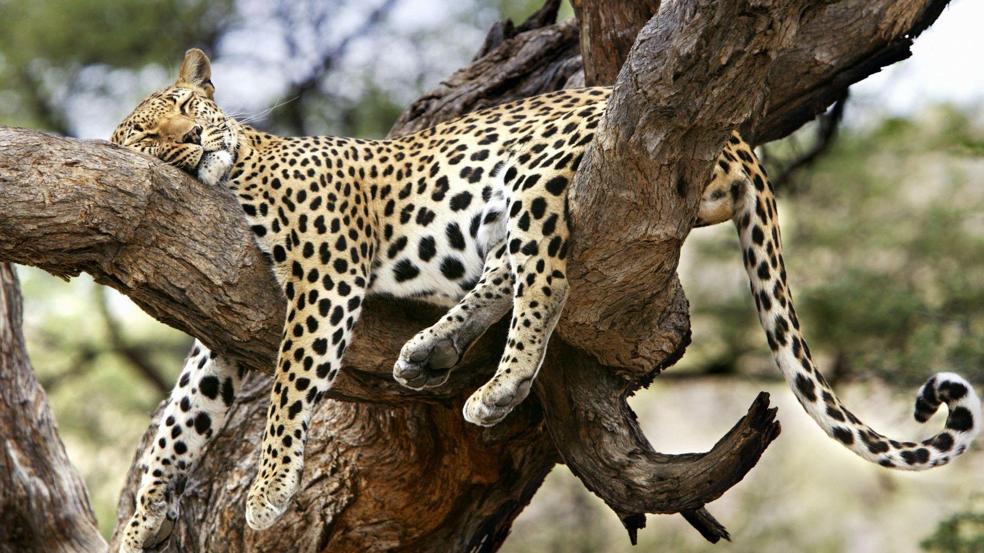 Leopard Laptop Wallpapers - Top Free Leopard Laptop Backgrounds ...