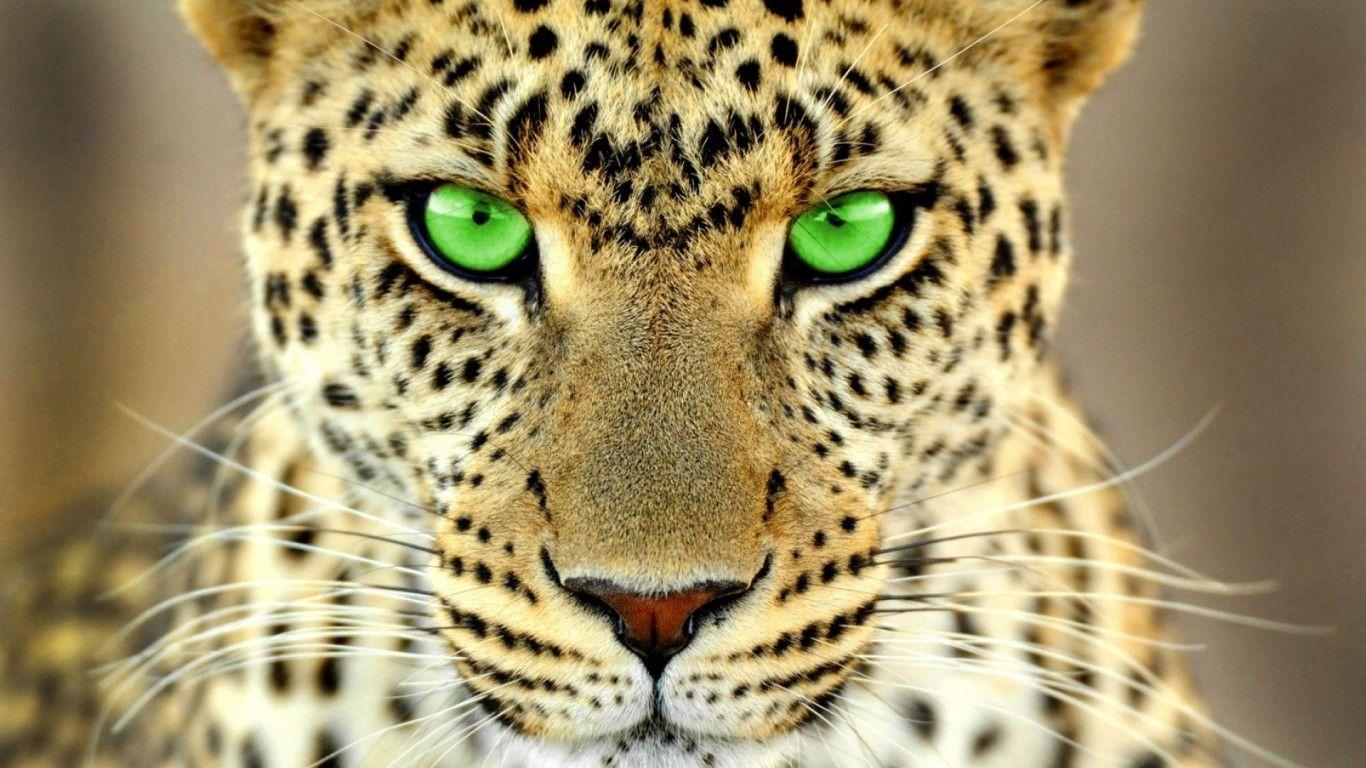 Leopard Laptop Wallpapers - Top Free Leopard Laptop Backgrounds ...