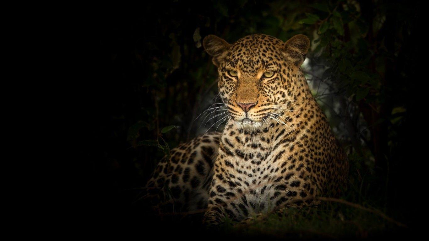 Leopard Laptop Wallpapers - Top Free Leopard Laptop Backgrounds ...