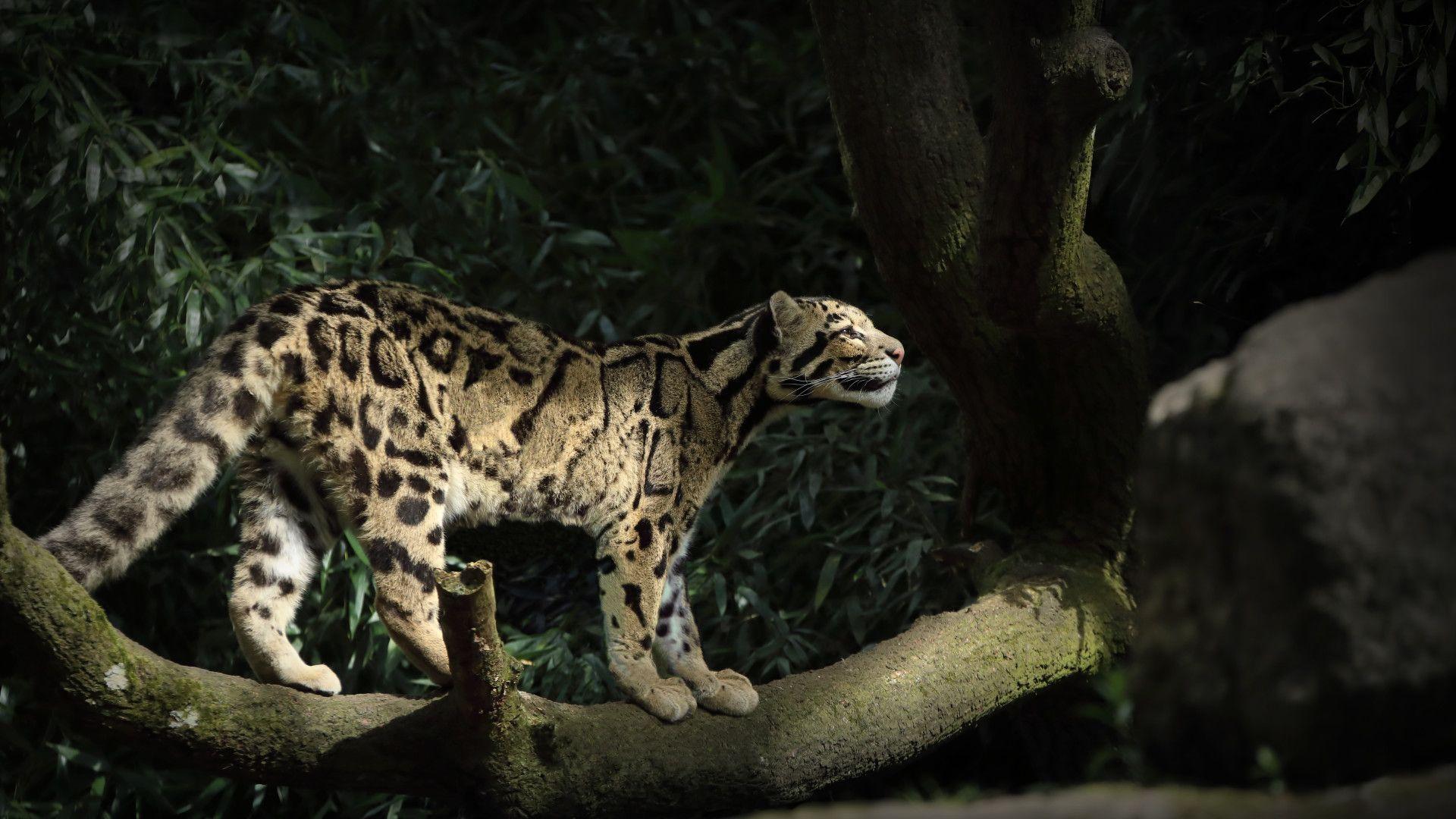 Leopard Laptop Wallpapers - Top Free Leopard Laptop Backgrounds ...