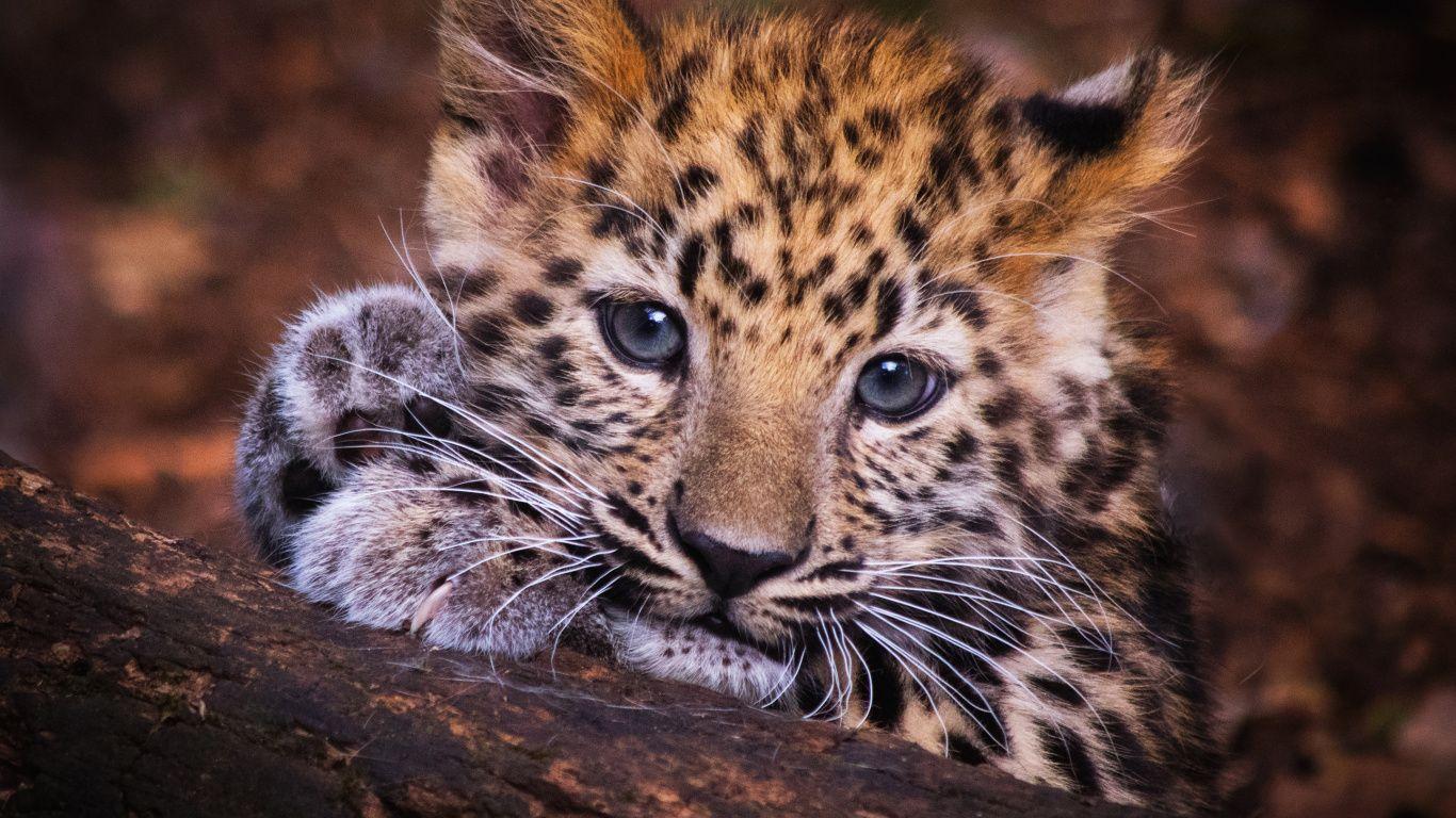 Leopard Laptop Wallpapers - Top Free Leopard Laptop Backgrounds ...