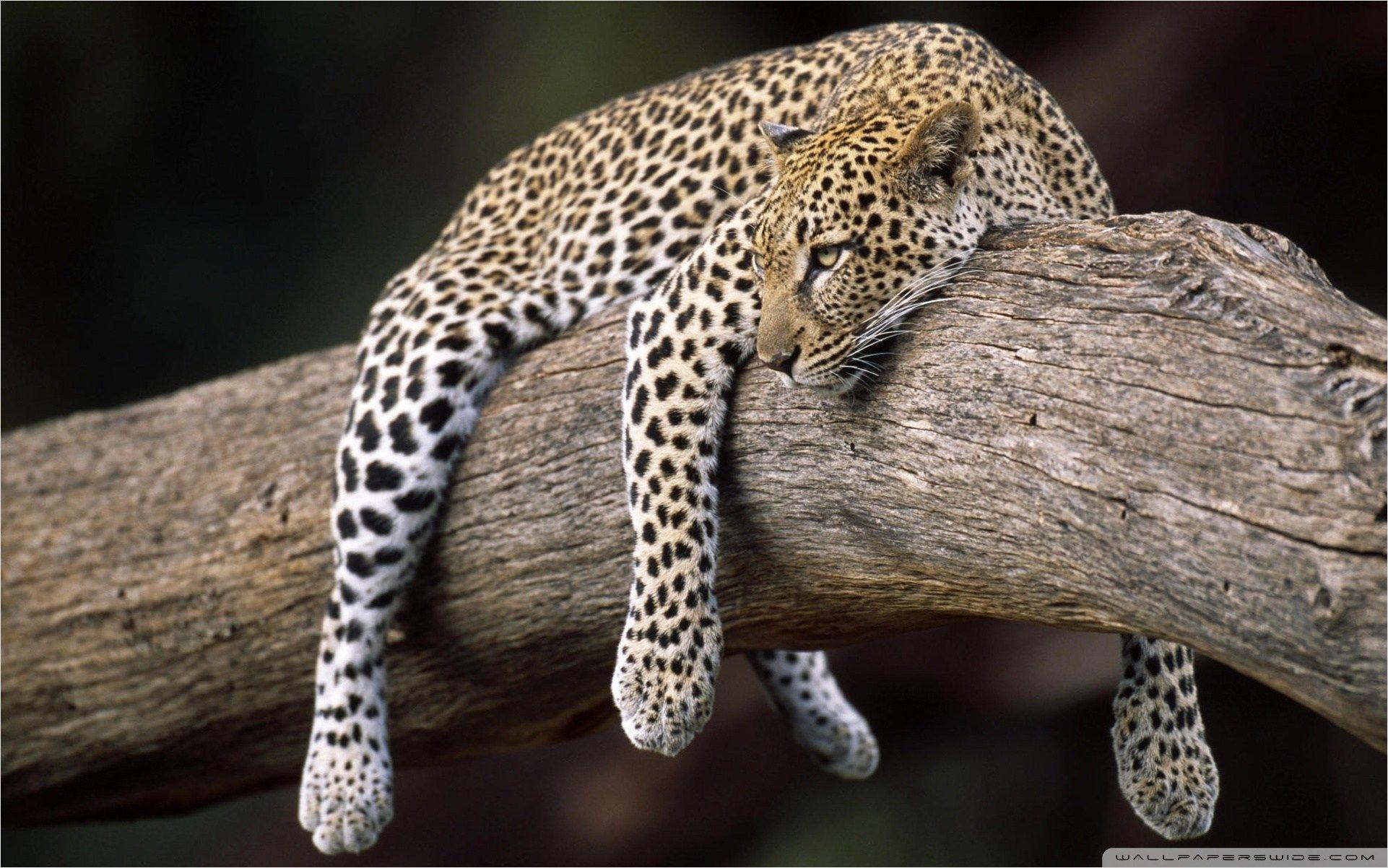 Leopard Laptop Wallpapers - Top Free Leopard Laptop Backgrounds ...