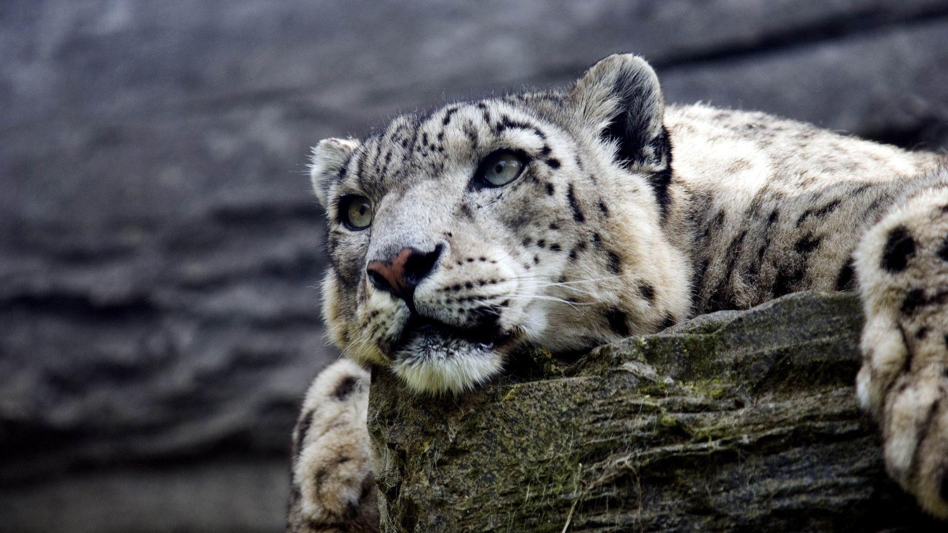 Leopard Laptop Wallpapers - Top Free Leopard Laptop Backgrounds ...