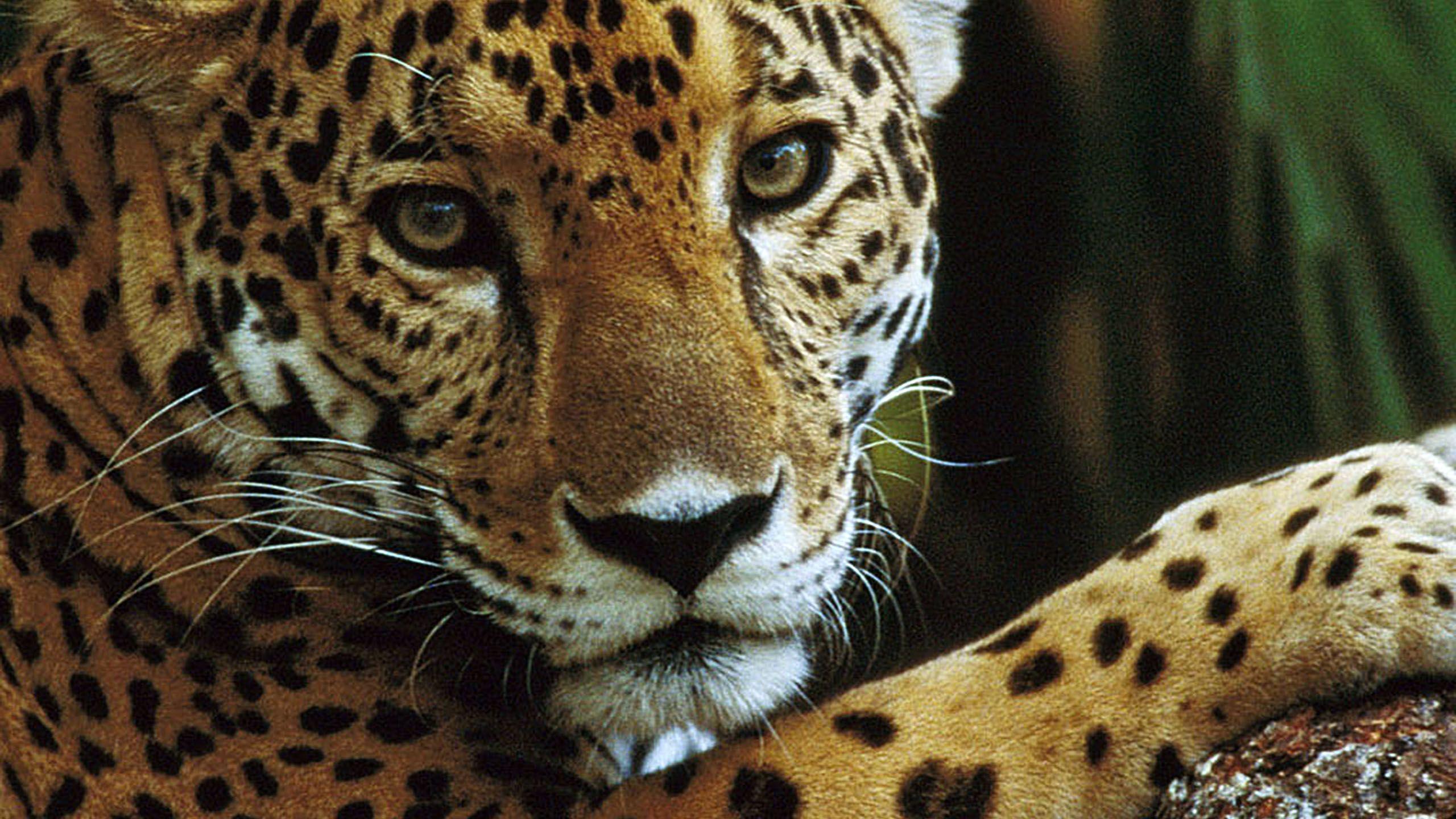 Leopard Laptop Wallpapers - Top Free Leopard Laptop Backgrounds ...