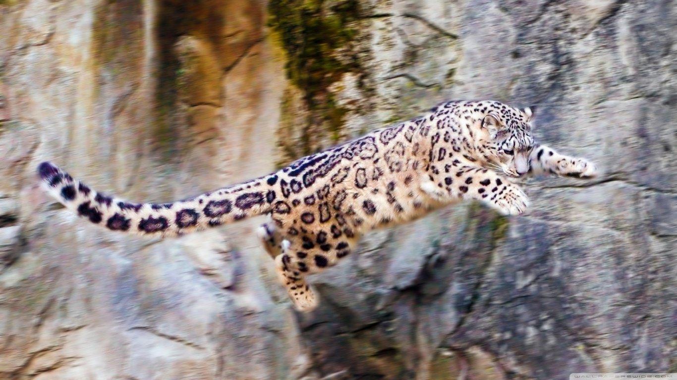 Leopard Laptop Wallpapers - Top Free Leopard Laptop Backgrounds ...