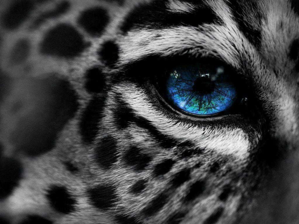 Leopard Laptop Wallpapers - Top Free Leopard Laptop Backgrounds ...