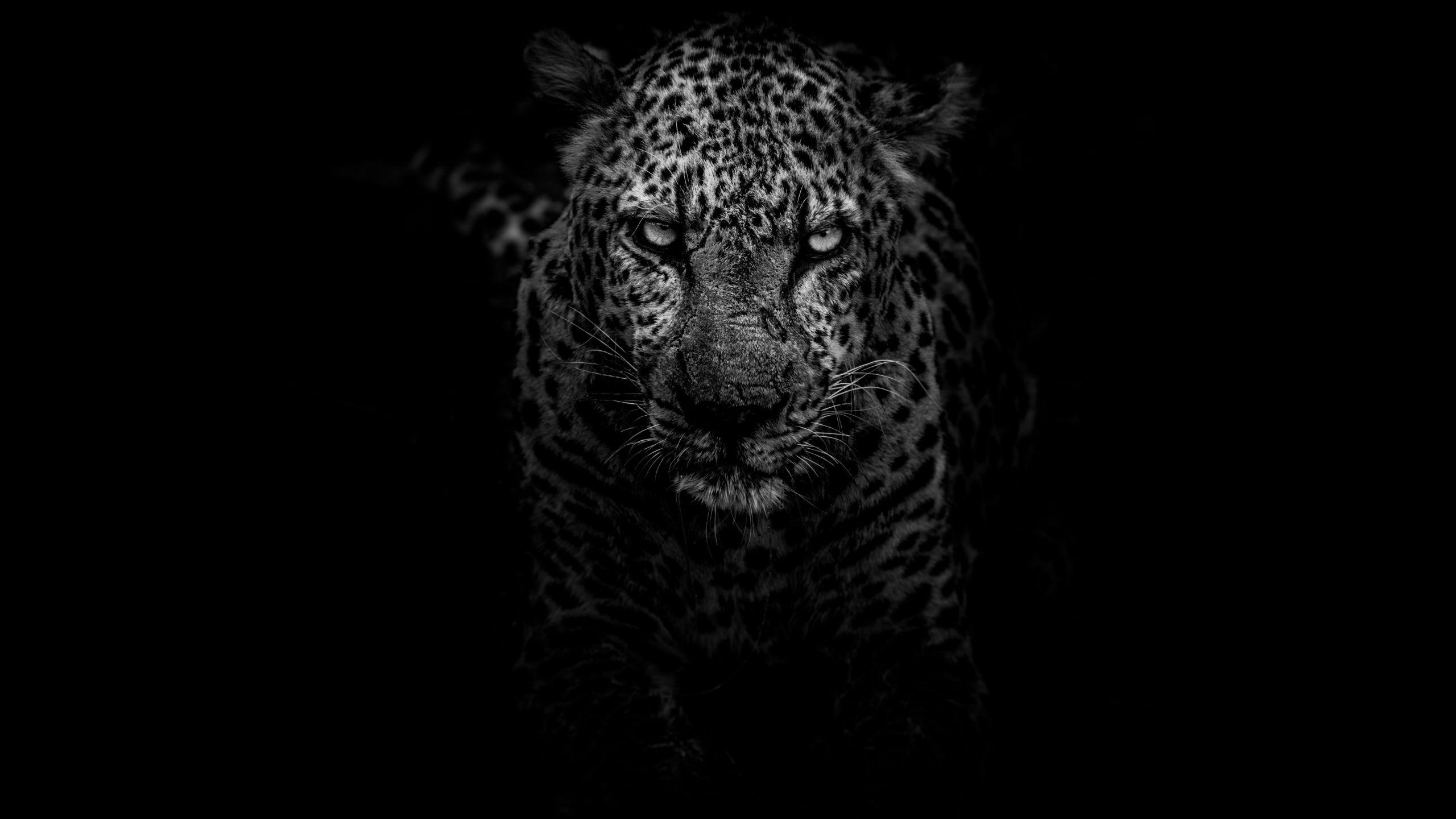 Leopard Laptop Wallpapers - Top Free Leopard Laptop Backgrounds ...