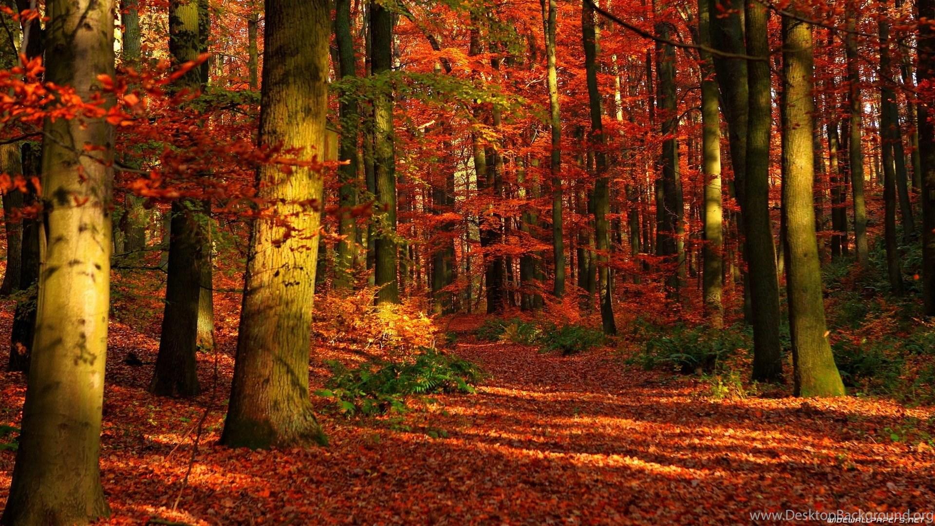 Cool Autumn Wallpapers - Top Free Cool Autumn Backgrounds - WallpaperAccess