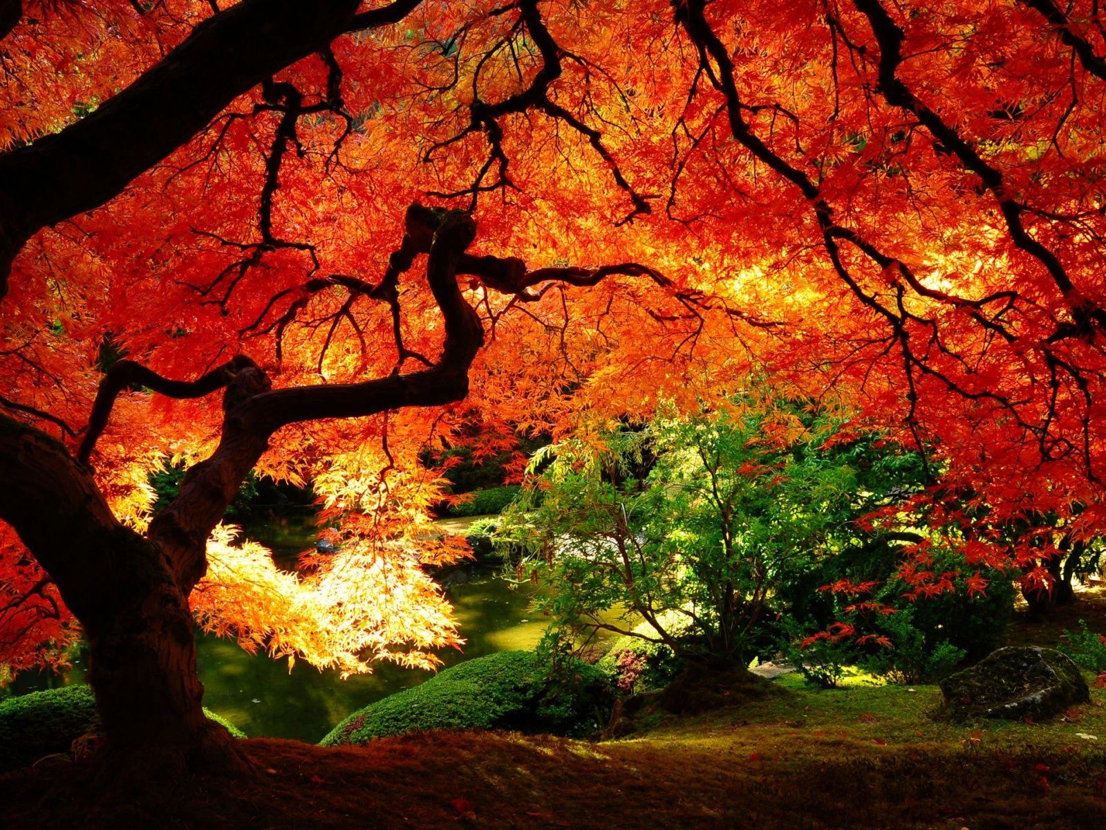 Cool Autumn Wallpapers - Top Free Cool Autumn Backgrounds - WallpaperAccess