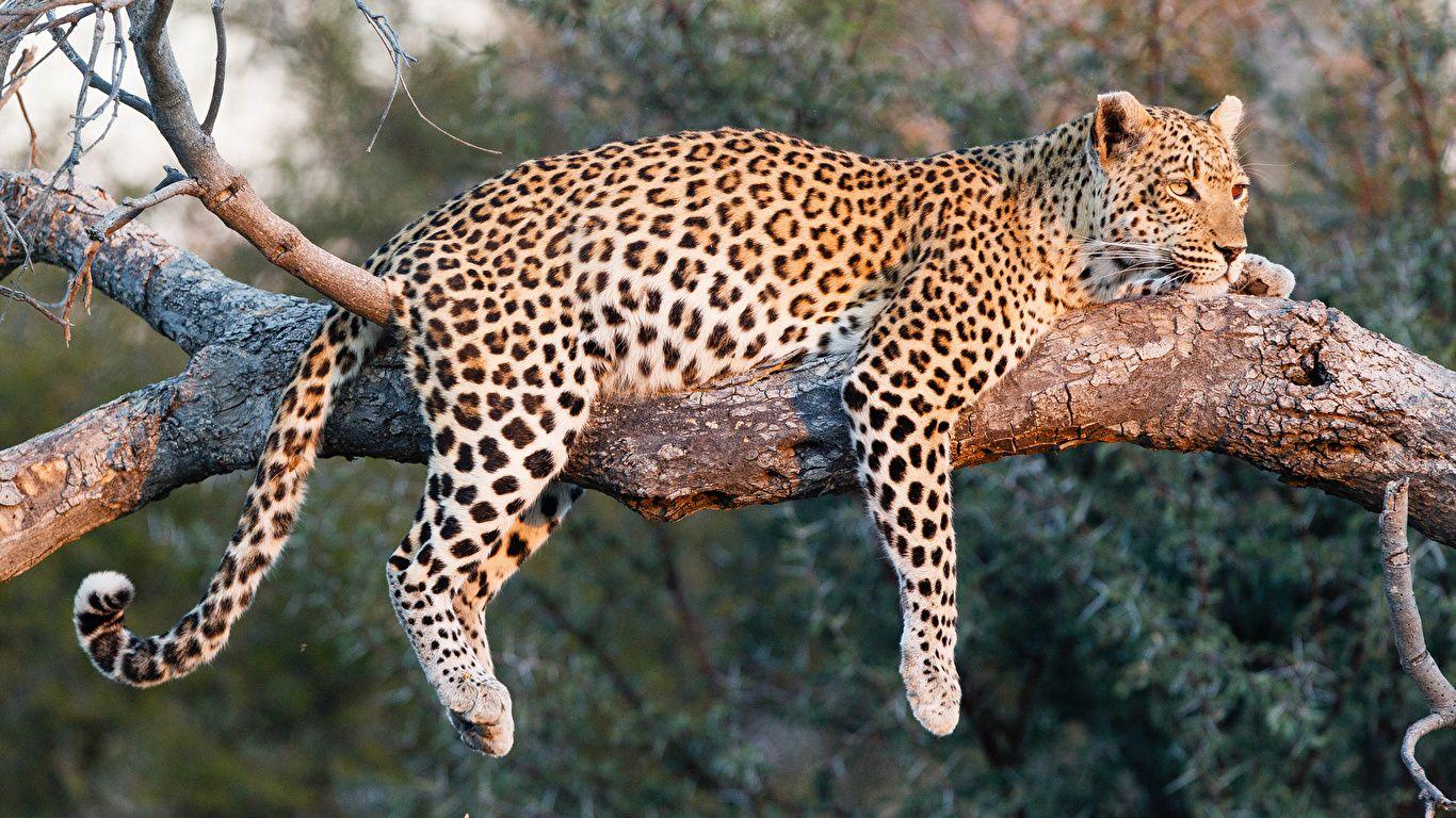 1366x768 Wallpaper Leopard Cub