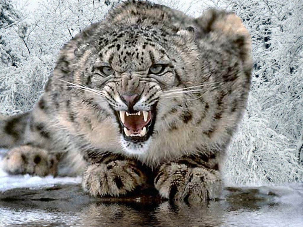 Snow Leopard Desktop Wallpapers - Top Free Snow Leopard Desktop ...