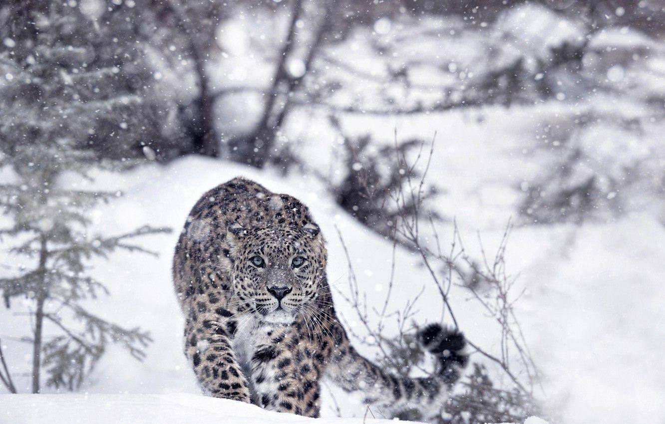 Cool Snow Leopard Wallpapers - Top Free Cool Snow Leopard Backgrounds ...