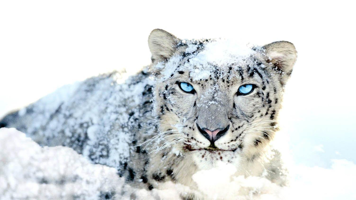 Cool Snow Leopard Wallpapers - Top Free Cool Snow Leopard Backgrounds ...