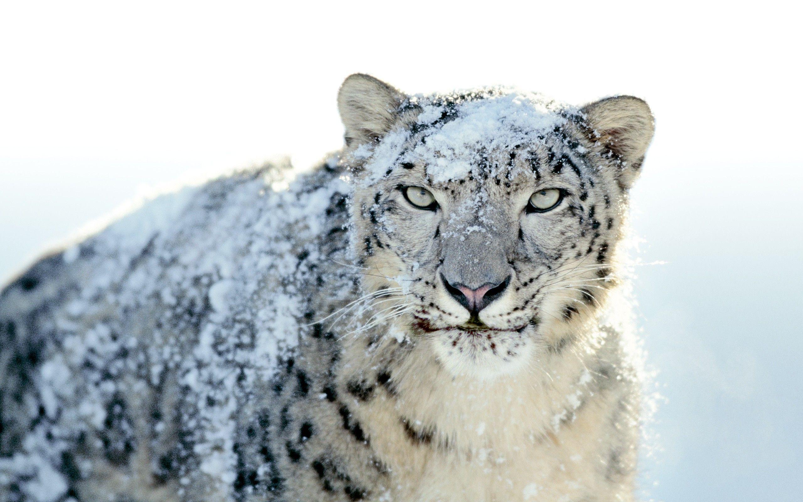 Cool Snow Leopard Wallpapers - Top Free Cool Snow Leopard Backgrounds ...