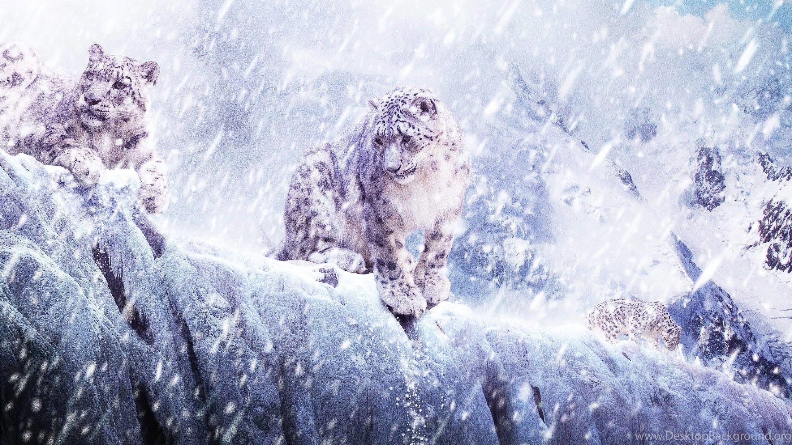 Cool Snow Leopard Wallpapers - Top Free Cool Snow Leopard Backgrounds ...