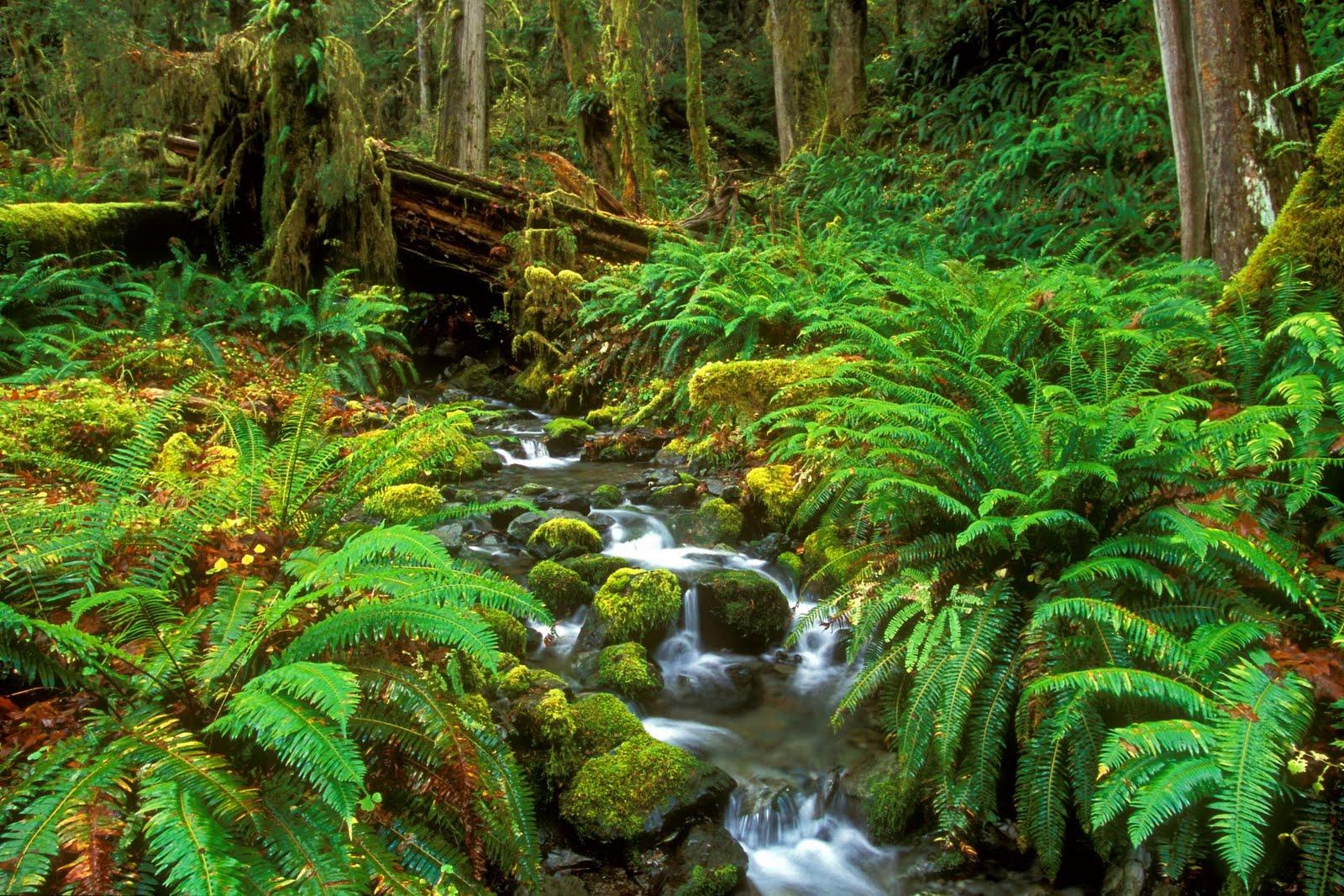 Cool Forest Wallpapers - Top Free Cool Forest Backgrounds - WallpaperAccess