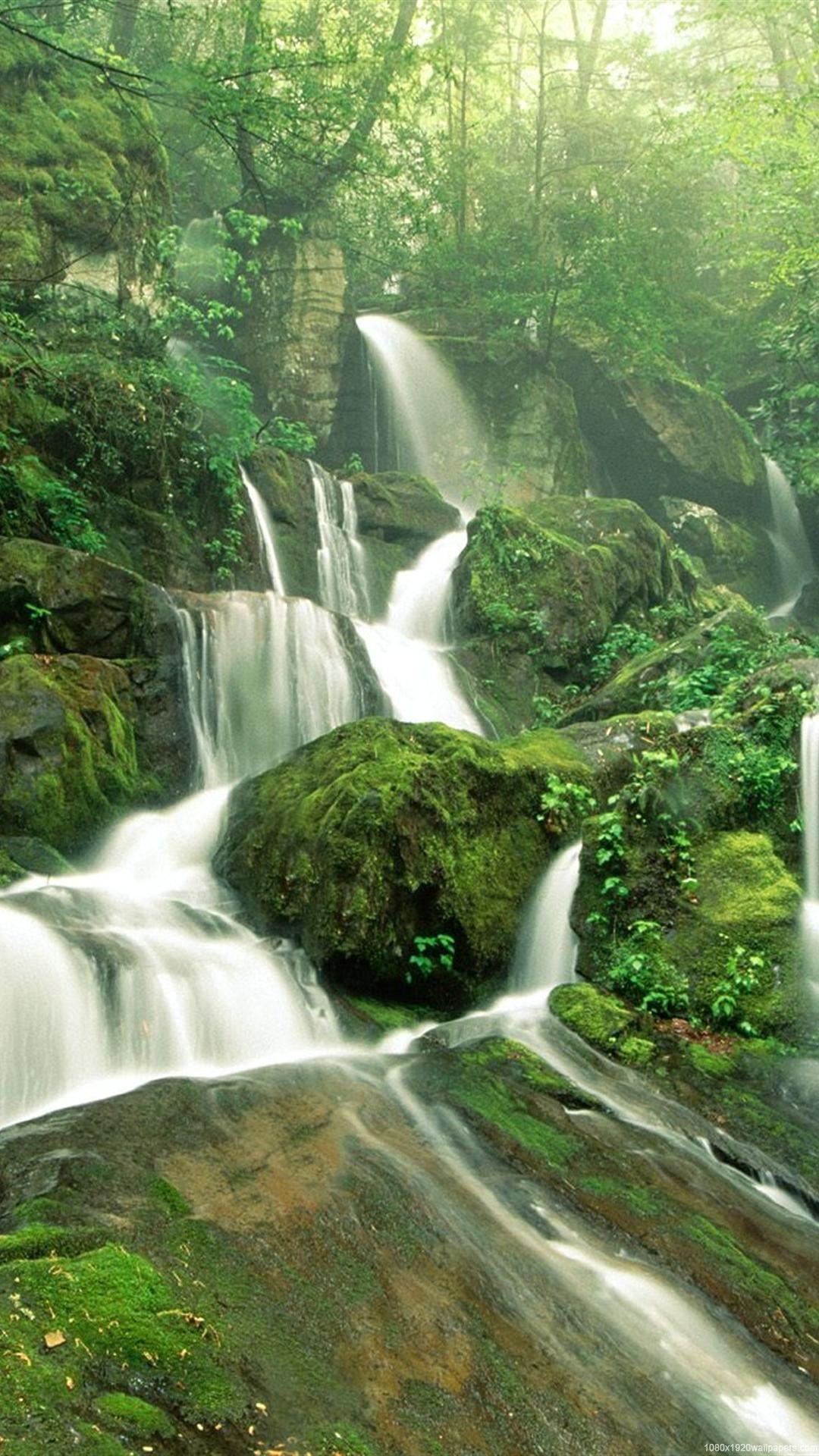 Cool Forest Wallpapers - Top Free Cool Forest Backgrounds - WallpaperAccess