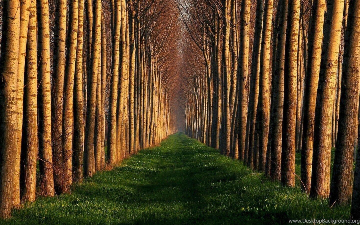 Cool Forest Wallpapers - Top Free Cool Forest Backgrounds - WallpaperAccess