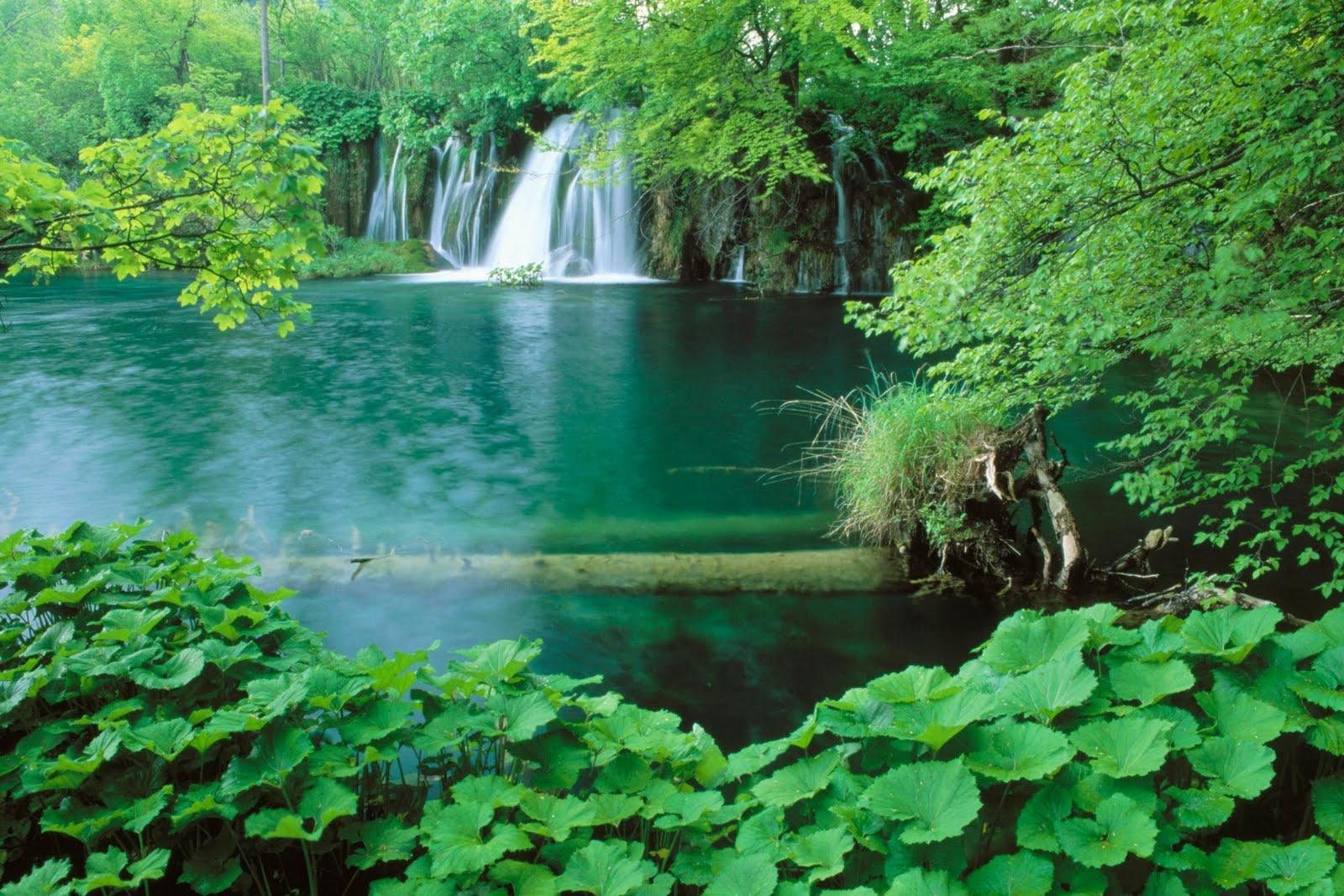 Cool Forest Wallpapers - Top Free Cool Forest Backgrounds - WallpaperAccess