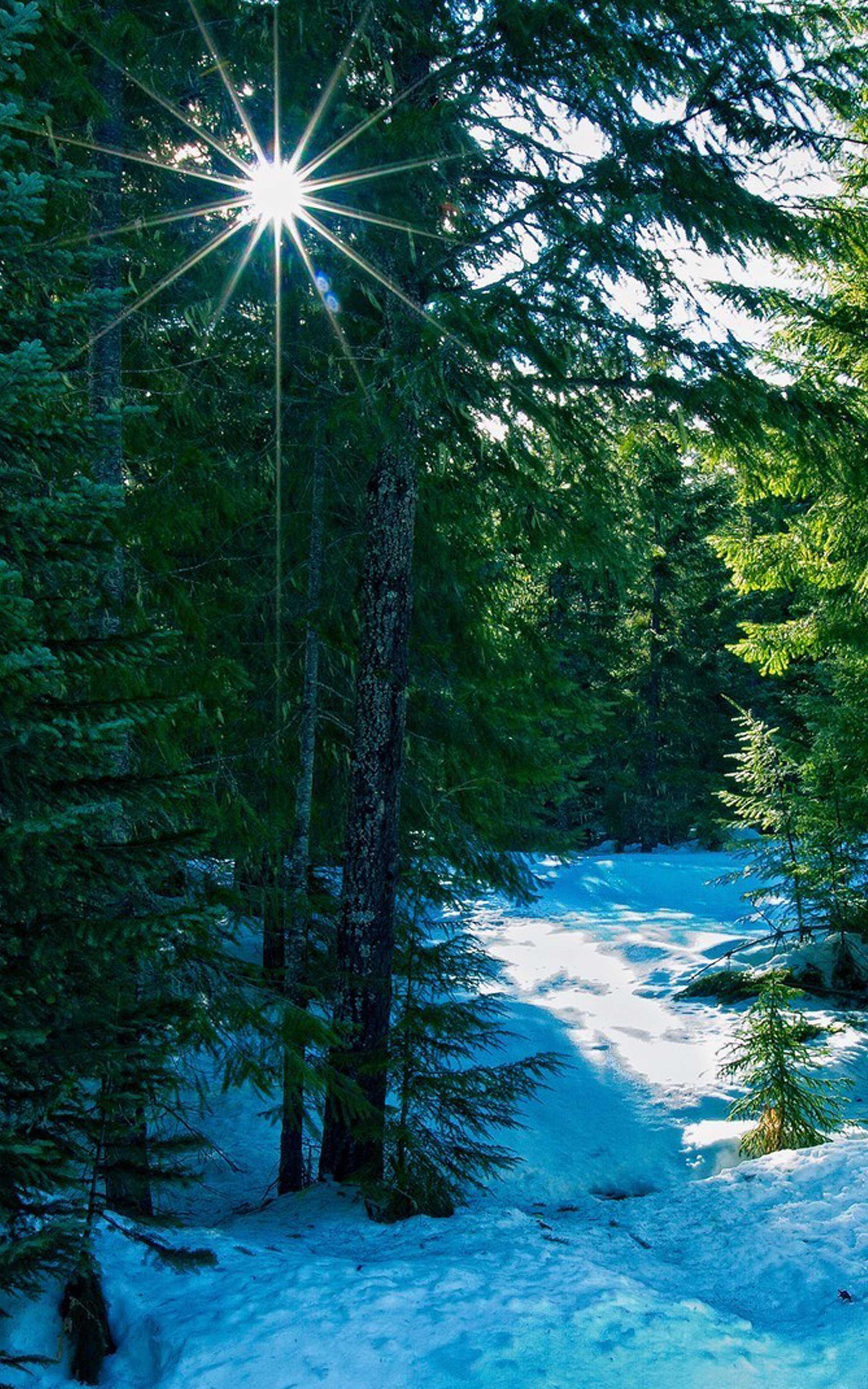 Cool Forest Wallpapers - Top Free Cool Forest Backgrounds - WallpaperAccess