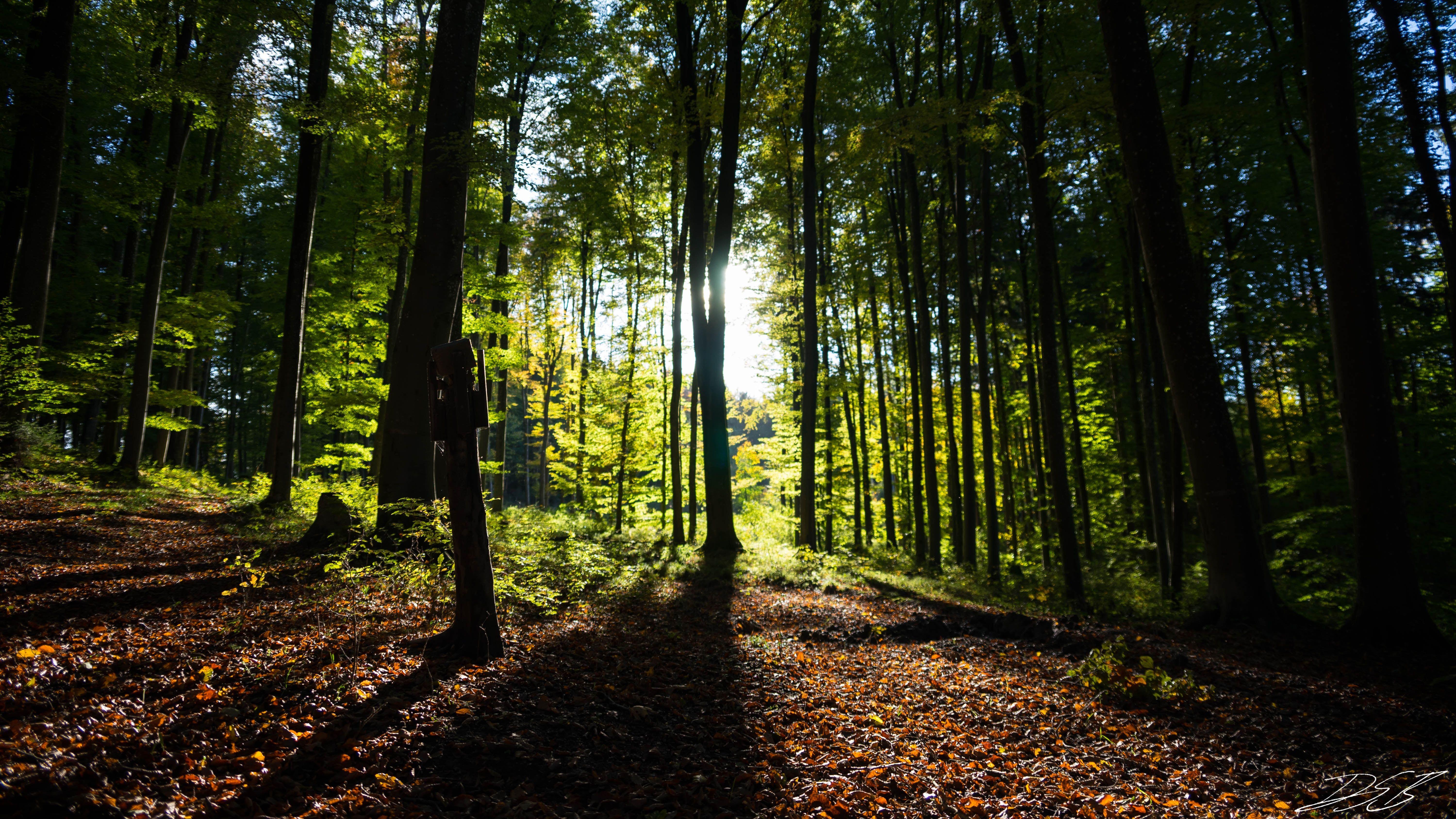 Forest HD Wallpapers - Top Free Forest HD Backgrounds - WallpaperAccess