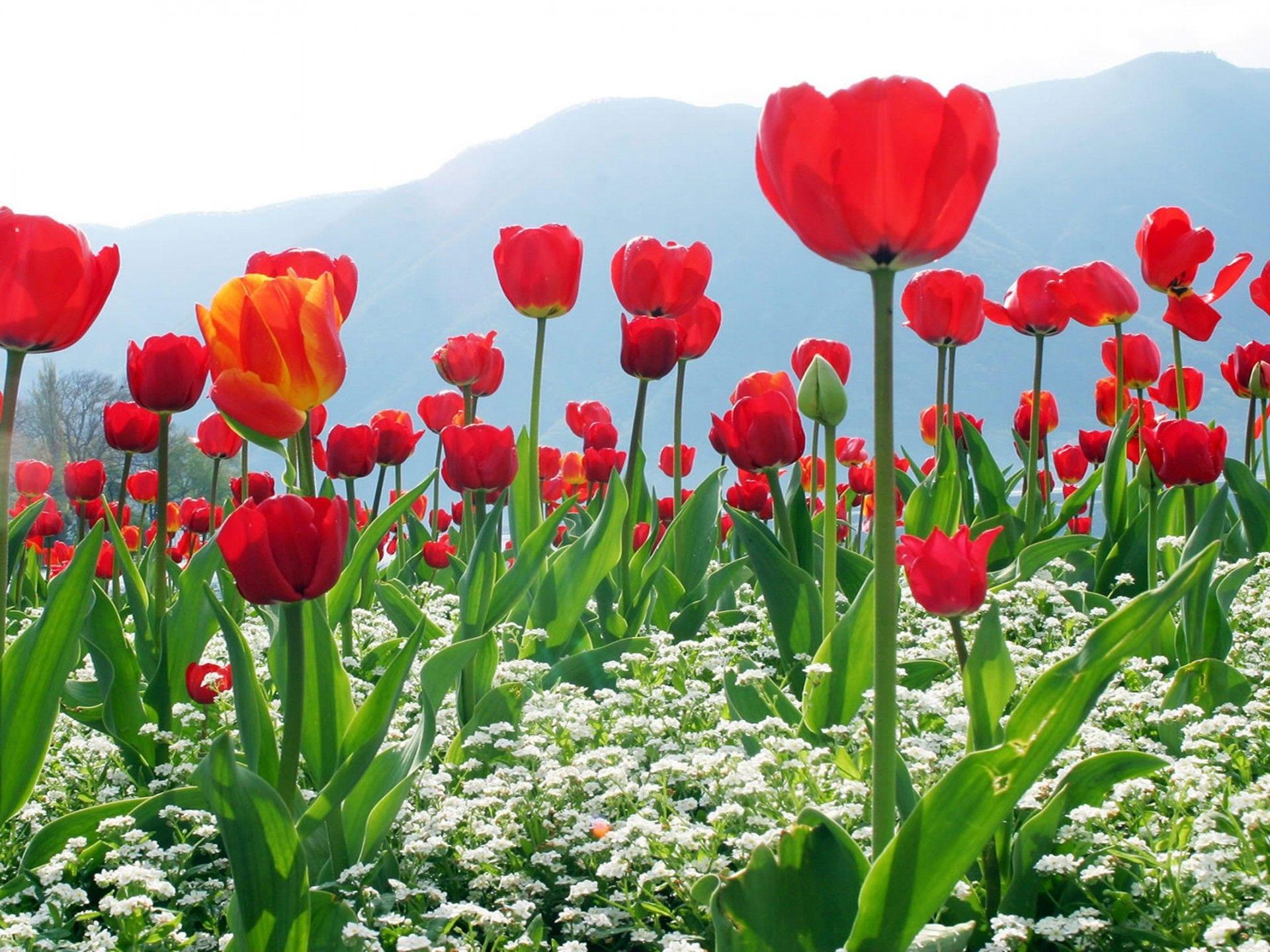 Best Flower Wallpapers - Top Free Best Flower Backgrounds - WallpaperAccess