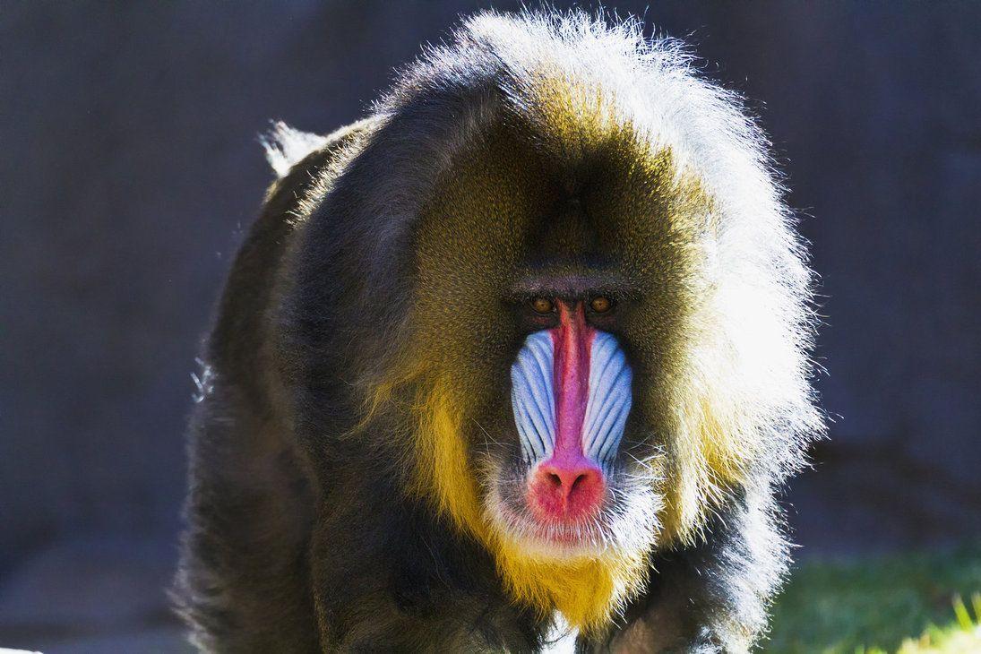 Mandrill Wallpapers - Top Free Mandrill Backgrounds - WallpaperAccess