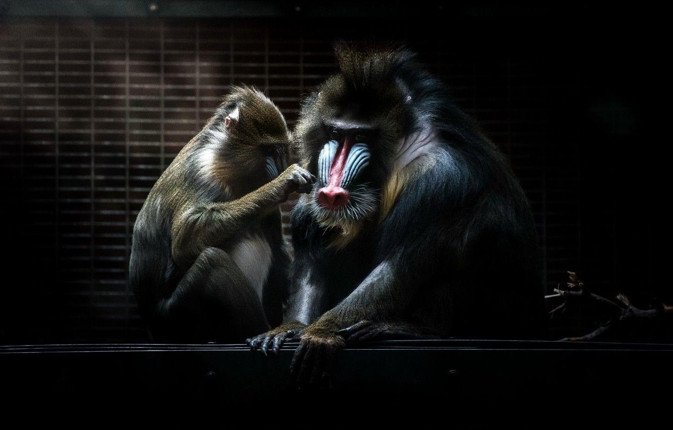 Mandrill Wallpapers - Top Free Mandrill Backgrounds - WallpaperAccess