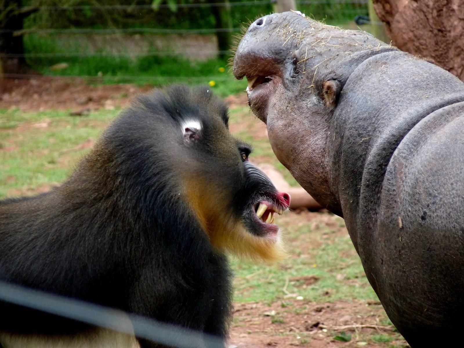 Mandrill Wallpapers - Top Free Mandrill Backgrounds - WallpaperAccess