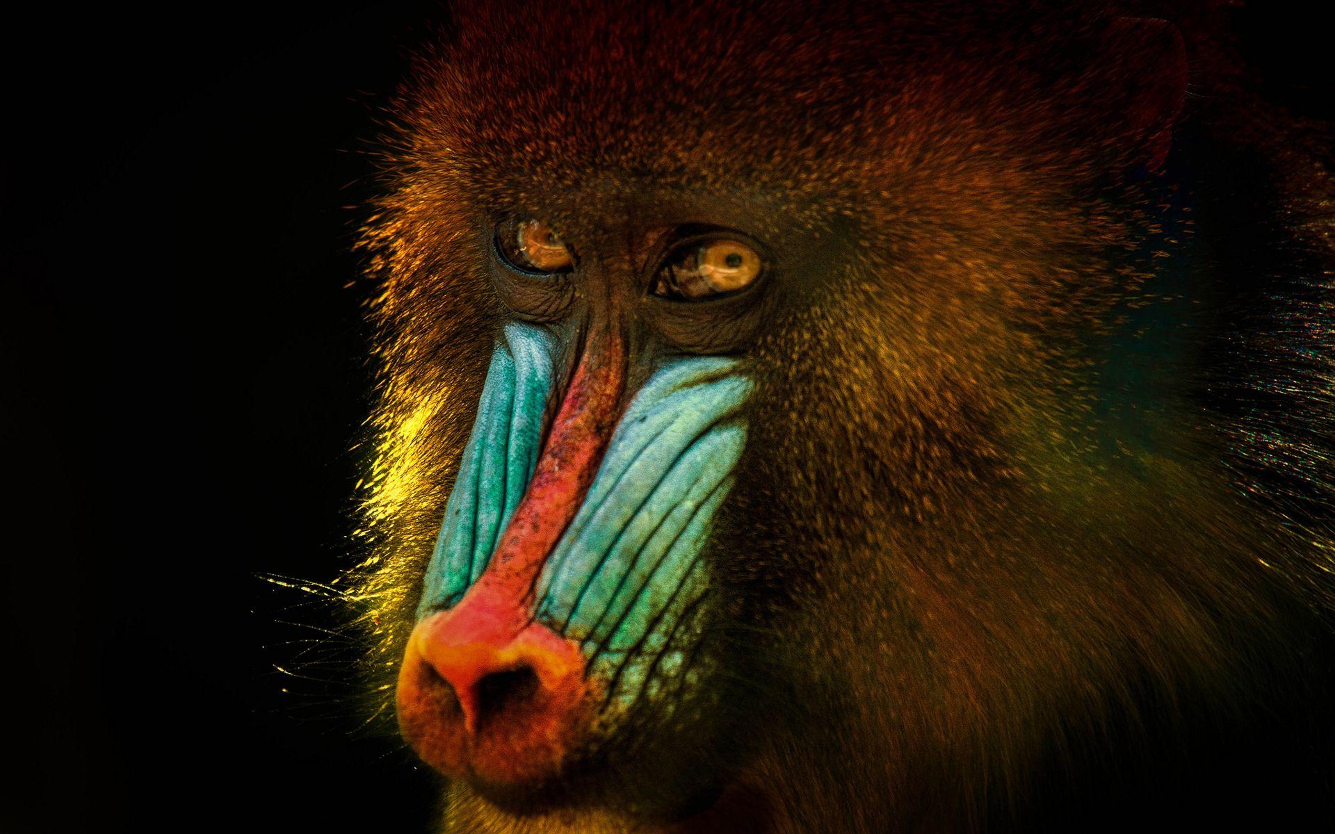 Mandrill Wallpapers - Top Free Mandrill Backgrounds - WallpaperAccess
