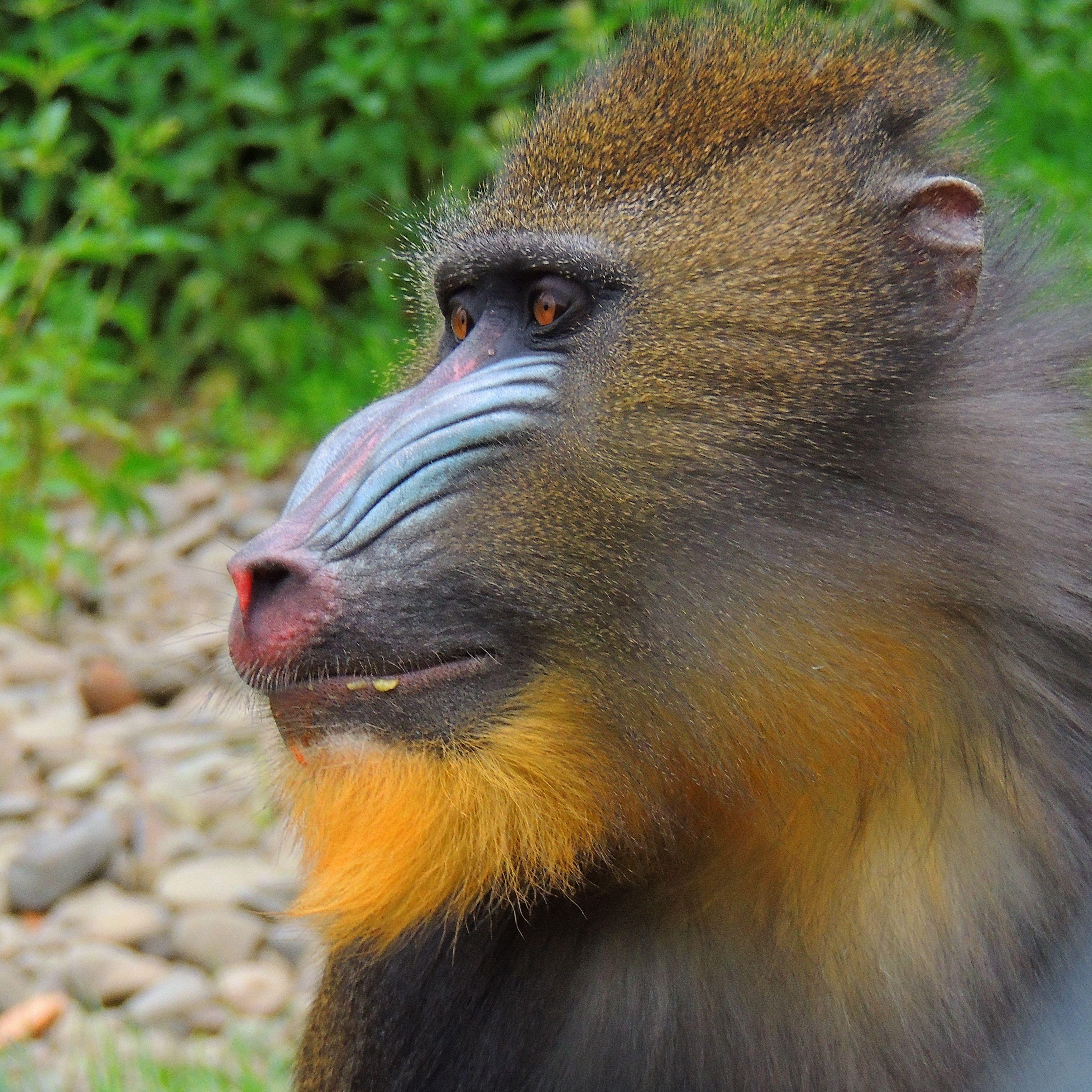 Mandrill Wallpapers - Top Free Mandrill Backgrounds - WallpaperAccess