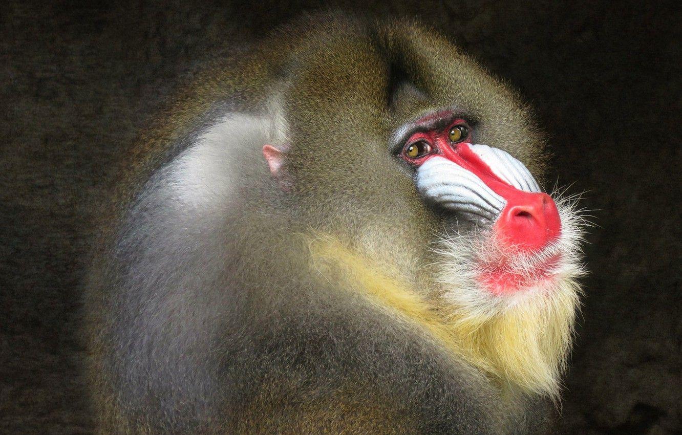 Mandrill Wallpapers - Top Free Mandrill Backgrounds - WallpaperAccess