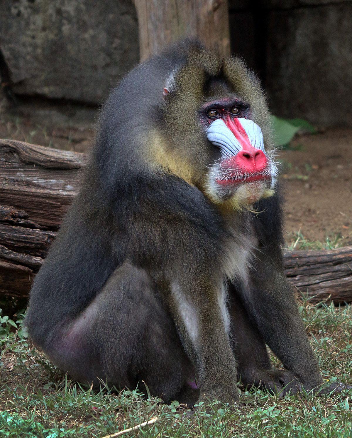 Mandrill Wallpapers - Top Free Mandrill Backgrounds - WallpaperAccess