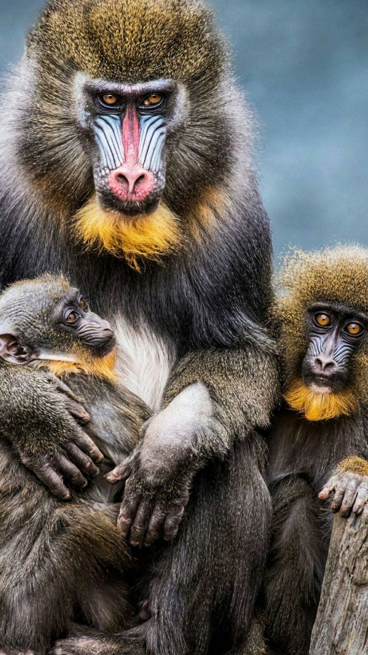 Mandrill Wallpapers - Top Free Mandrill Backgrounds - WallpaperAccess