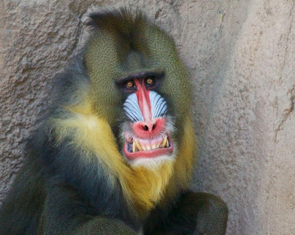 Mandrill Wallpapers - Top Free Mandrill Backgrounds - WallpaperAccess