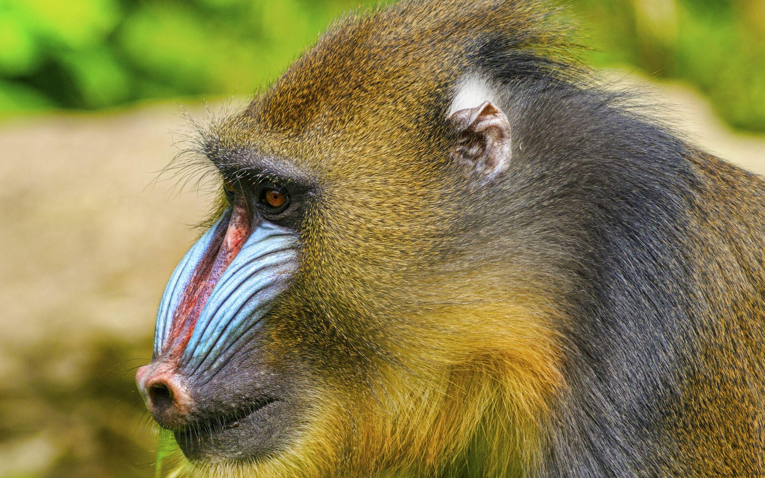 Mandrill Wallpapers - Top Free Mandrill Backgrounds - WallpaperAccess