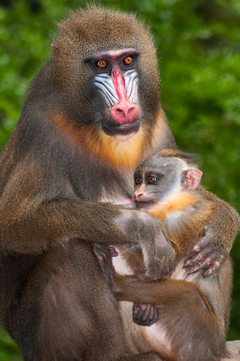 Mandrill Wallpapers - Top Free Mandrill Backgrounds - WallpaperAccess